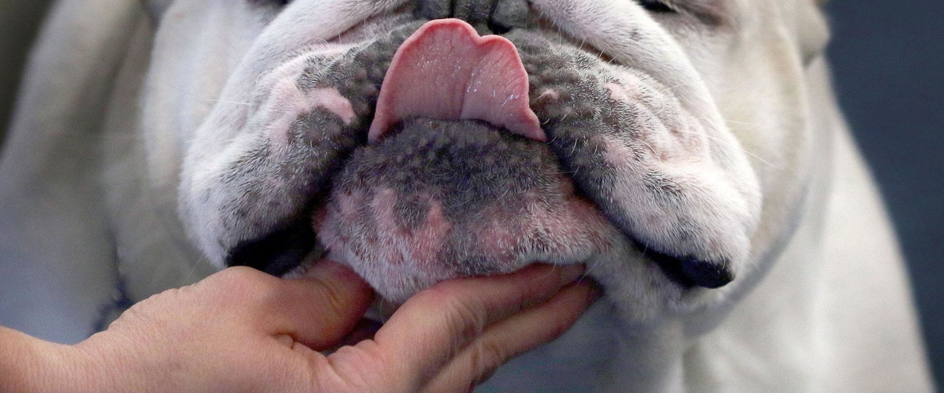 Bulldogs in Film, TV, and Literature: A Look into the World of English ...